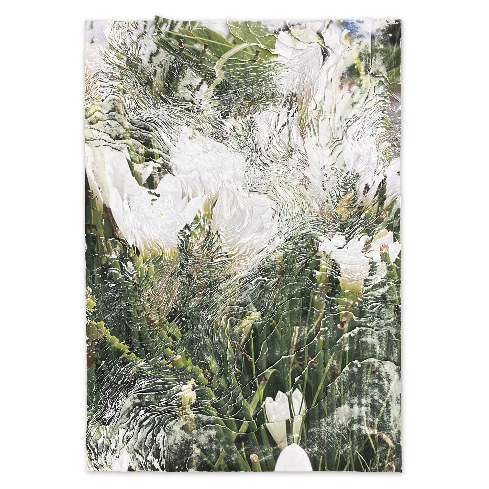 Zwphyranthes candida No.002 — MARPH